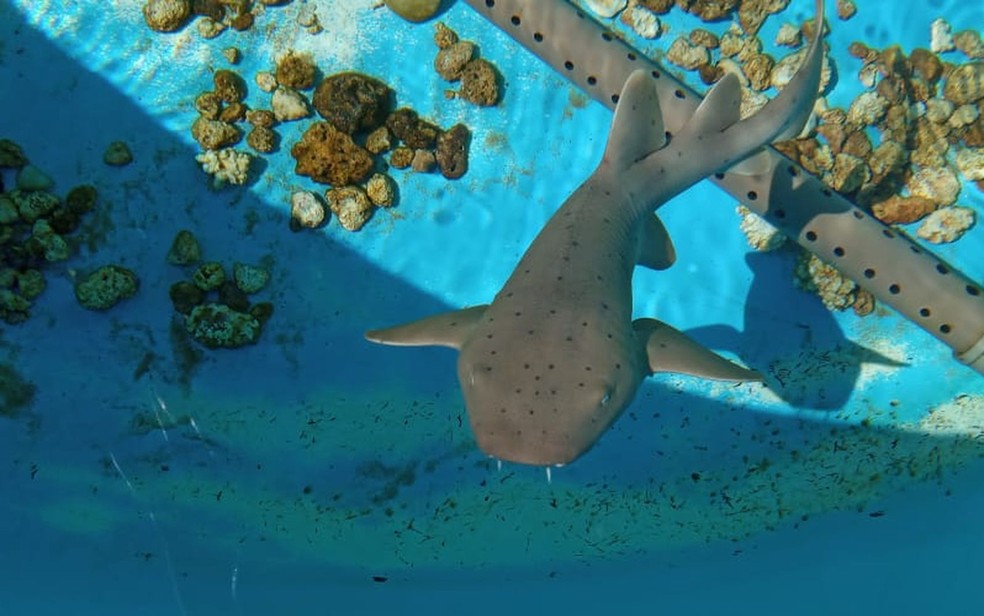 Em Aracaju Projeto Tamar recebe filhotes de tubarão-lixa - OKariri